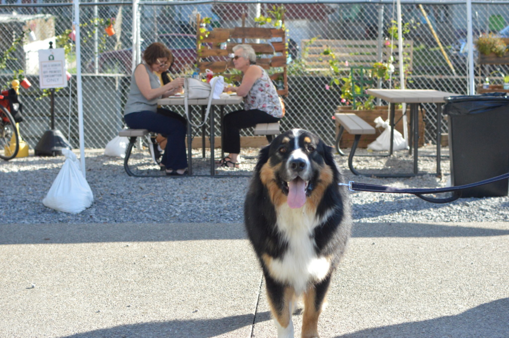 Getting Down for Community Gardens - Grow Pittsburgh
