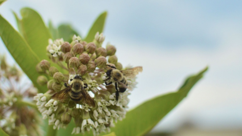 Welcome to Grow Pittsburgh - Grow Pittsburgh