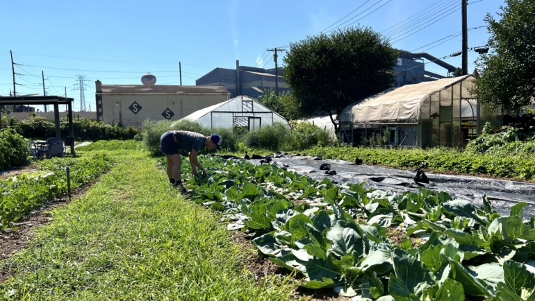 Grow Pittsburgh, community gardens, learning gardens and resources in ...