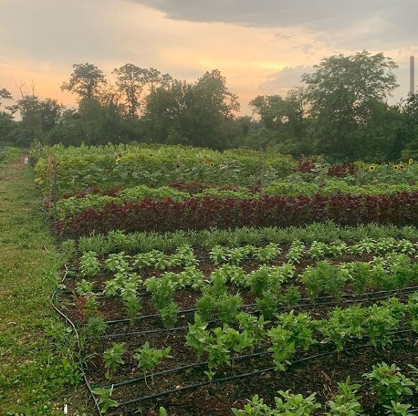 Grower’s Spotlight: Collette Walsh - Grow Pittsburgh