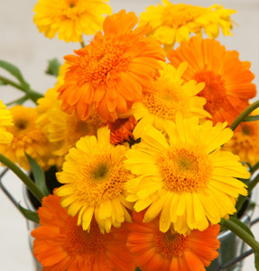 Urban Harvester: Flowers in the Vegetable Garden - Grow Pittsburgh