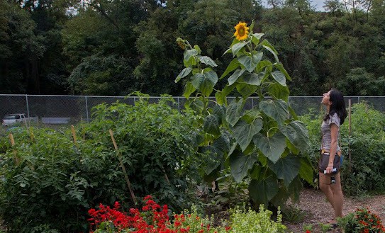 Current and Graduated Gardens - Grow Pittsburgh