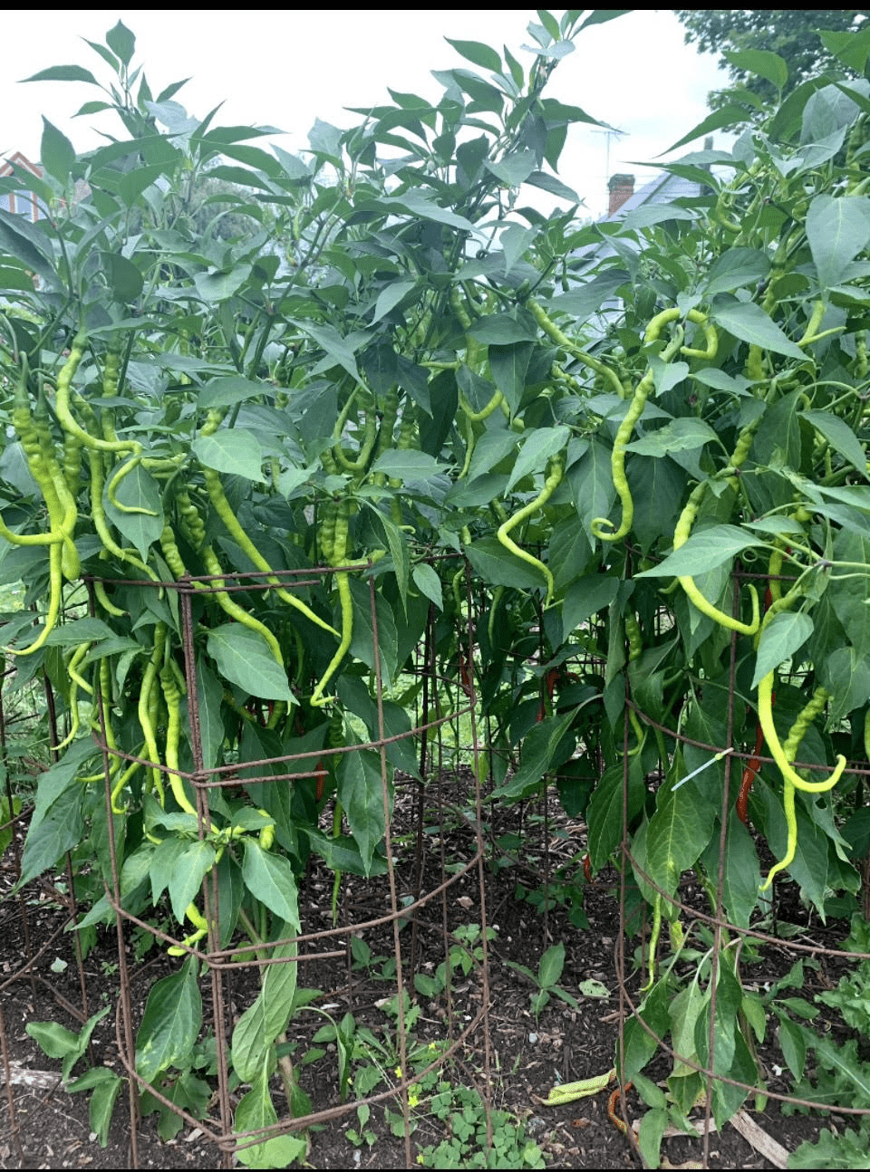 Mariano’s Calabrian Chile - Grow Pittsburgh