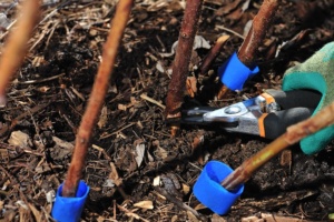 Urban Harvester: Growing Raspberries - Grow Pittsburgh