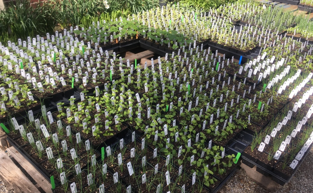 Seedling Sale - Grow Pittsburgh