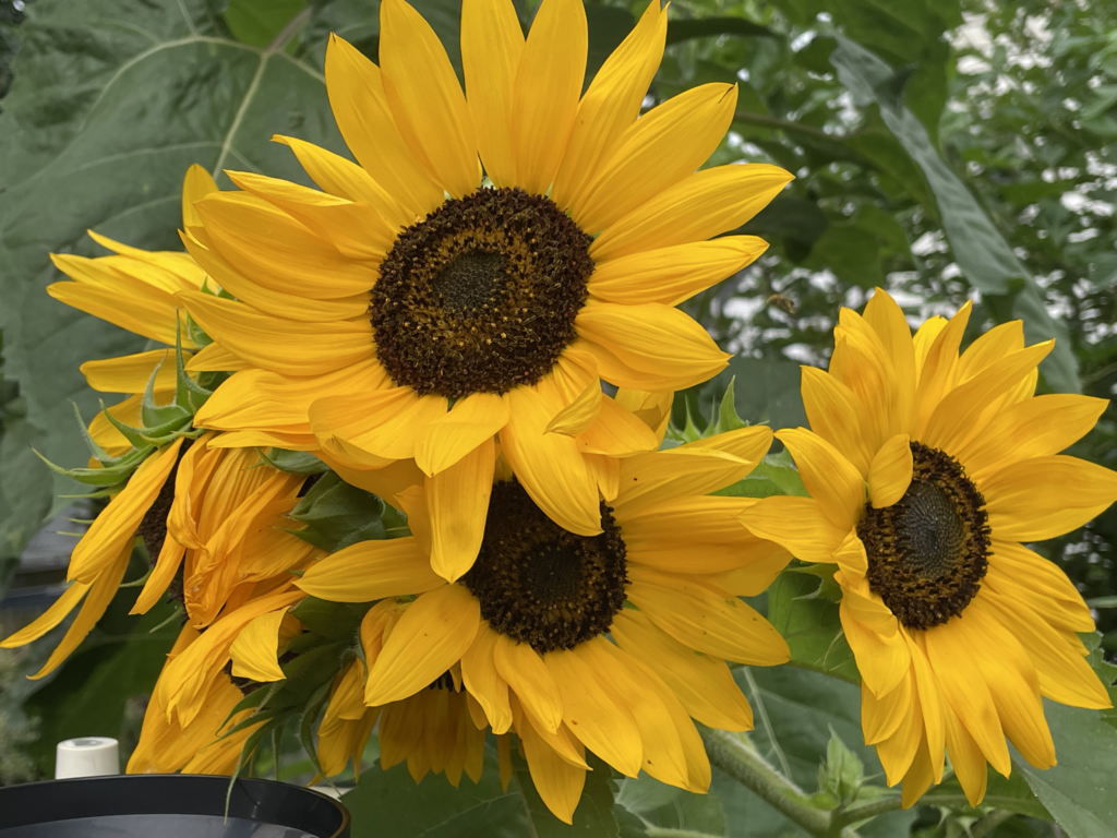 Grower’s Spotlight: John Inserra - Grow Pittsburgh